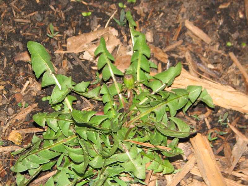 Perennial Broadleaf Weeds In Lawns
